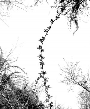 John Gossage « Stephen Daiter Gallery