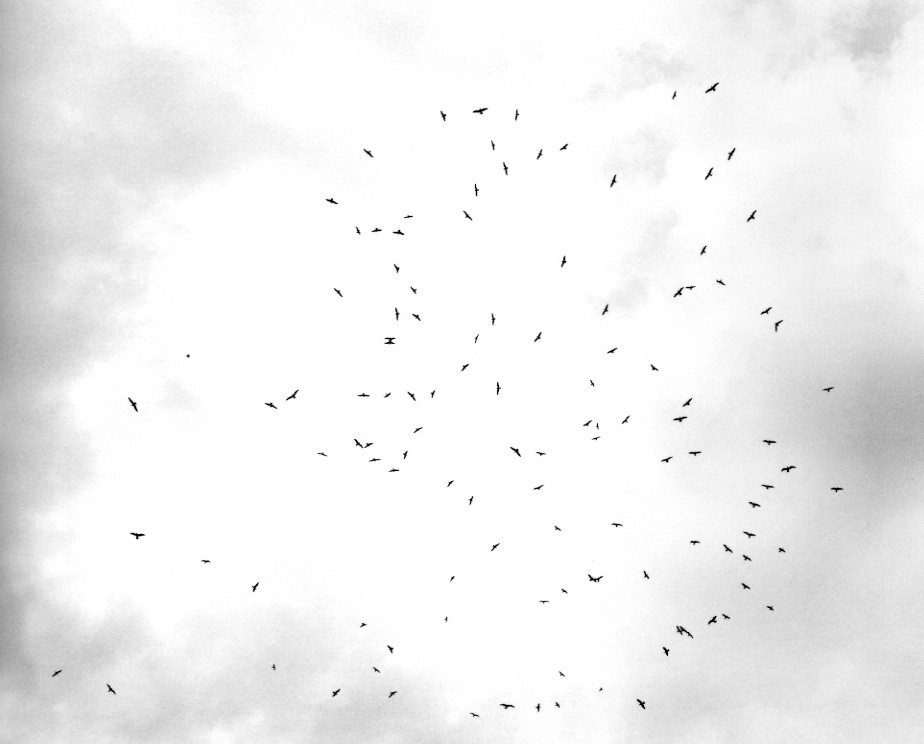 John Gossage « Stephen Daiter Gallery