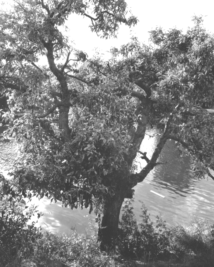 John Gossage: The Complete Pond and a Little Romance « Stephen Daiter ...