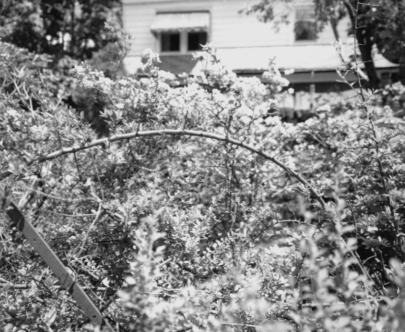 John Gossage: The Complete Pond and a Little Romance « Stephen Daiter ...