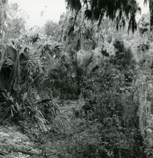 Charles Swedlund: Circa 1955 « Stephen Daiter Gallery