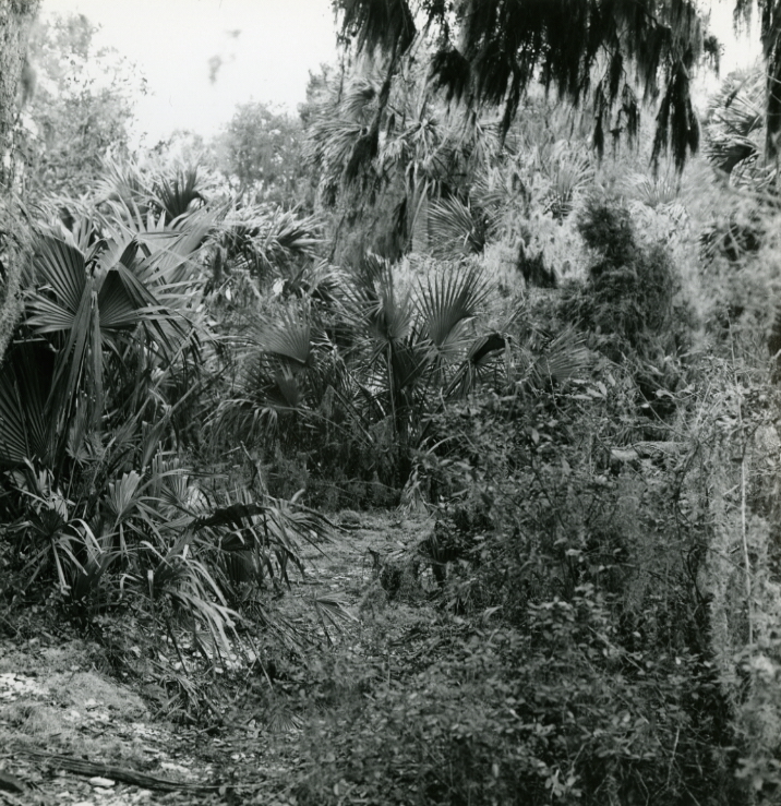 Charles Swedlund: Circa 1955 « Stephen Daiter Gallery