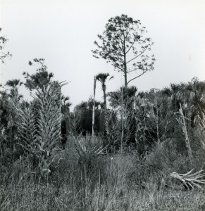 Charles Swedlund: Circa 1955 « Stephen Daiter Gallery