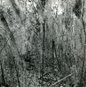 Charles Swedlund: Circa 1955 « Stephen Daiter Gallery