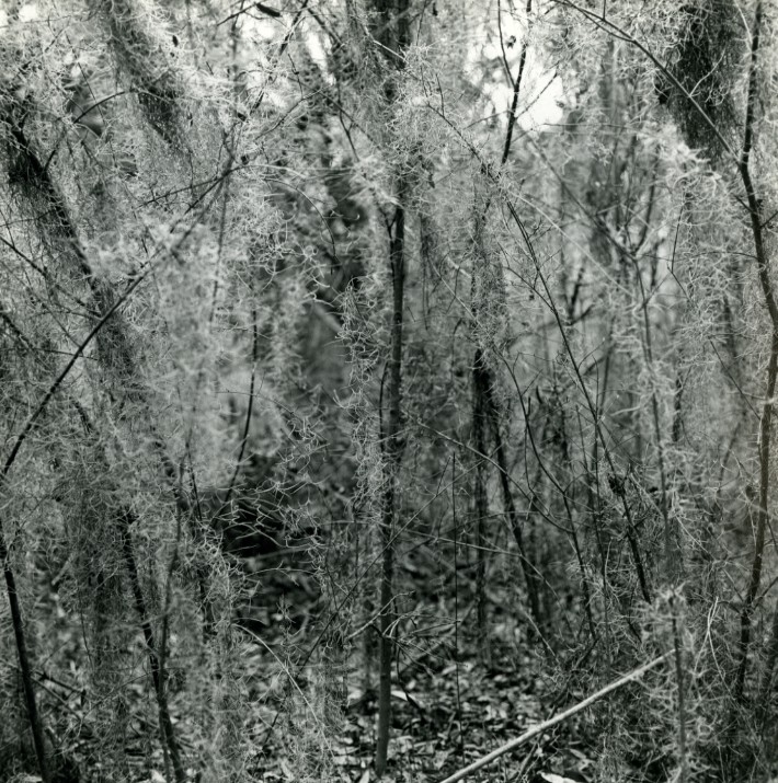Charles Swedlund: Circa 1955 « Stephen Daiter Gallery