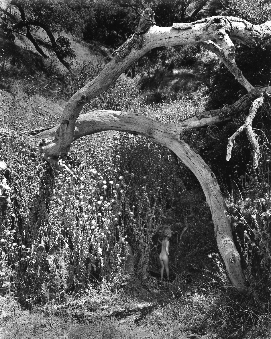 Wynn Bullock « Stephen Daiter Gallery
